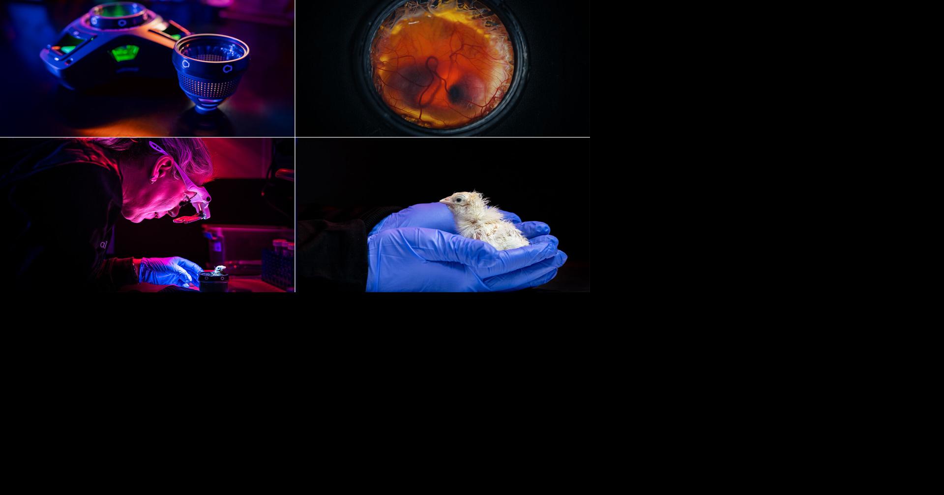 Colossal Biosciences Hatches Live Chicks from Fully Artificial Eggs ...