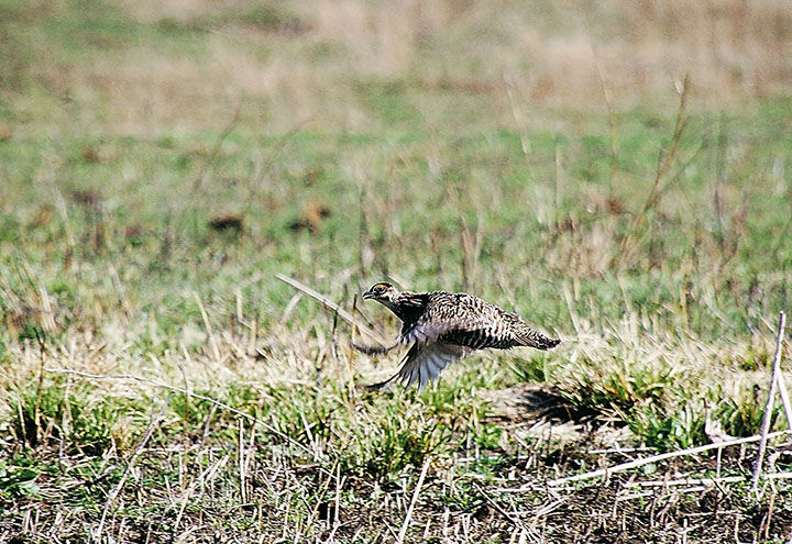 Prairie chickens disappearing from Southwest Missouri | News ...