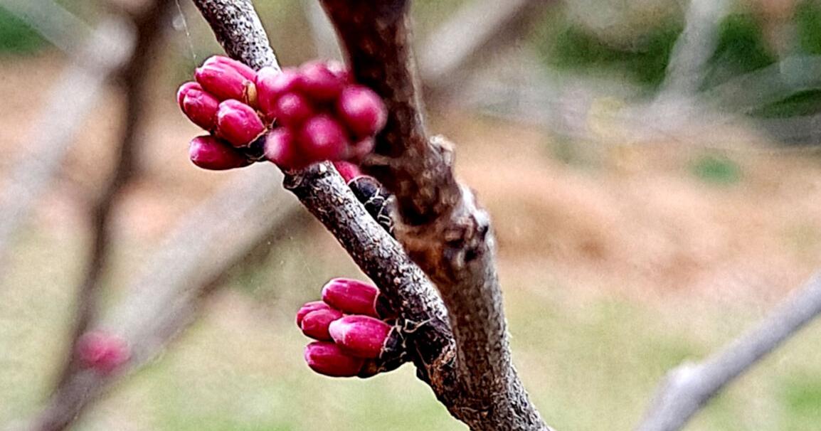 Sandy Parrill: Saying goodbye to our grandmother tree | News ...
