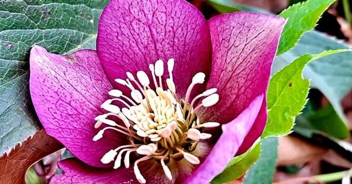Sandy Parrill: Reflecting on gardens and life | Local News ...