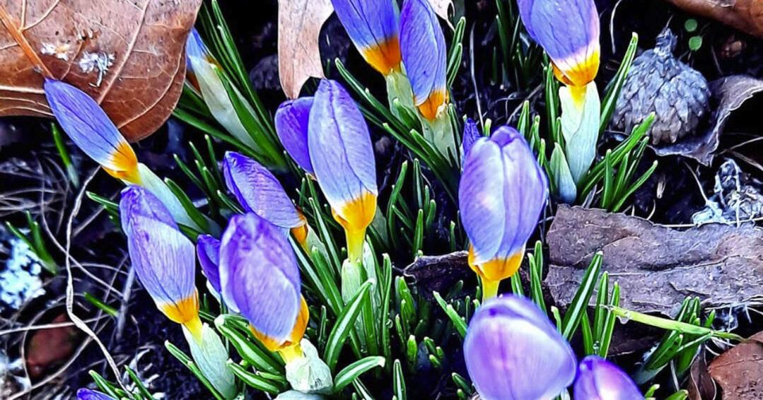Sandy Parrill: Don't let warm weather fool you into jumping the ...