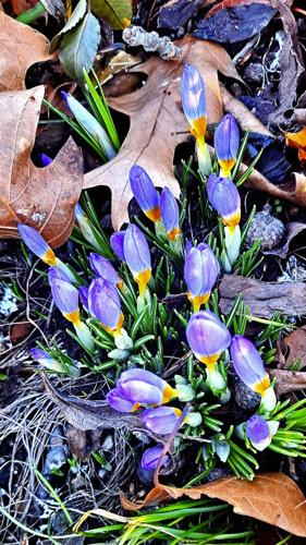 Sandy Parrill: Don't let warm weather fool you into jumping the ...