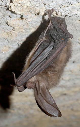 how to draw ozark big eared bat