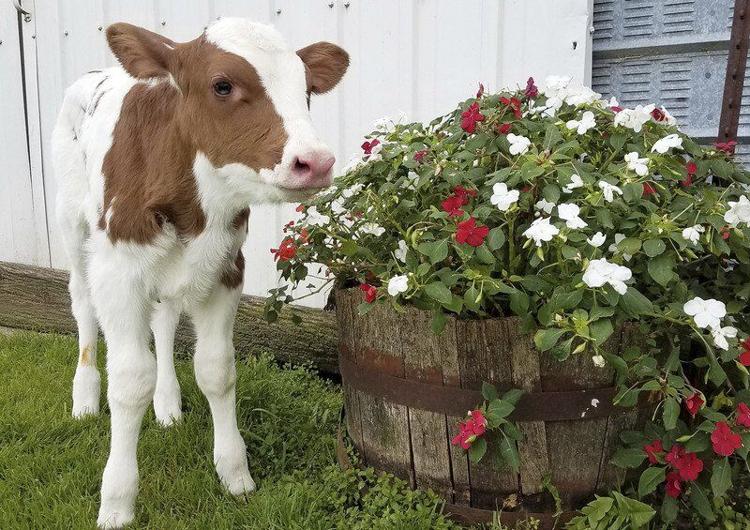Educational program allows teachers to ‘adopt’ a cow as a classroom pet ...