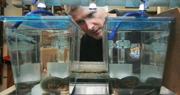 VIDEO: In Missouri and Kansas rivers, species of mussels are ...