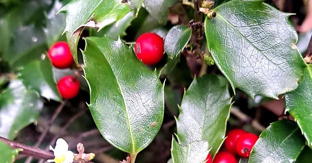 Sandy Parrill: Now a good time to think about winter color | News ...