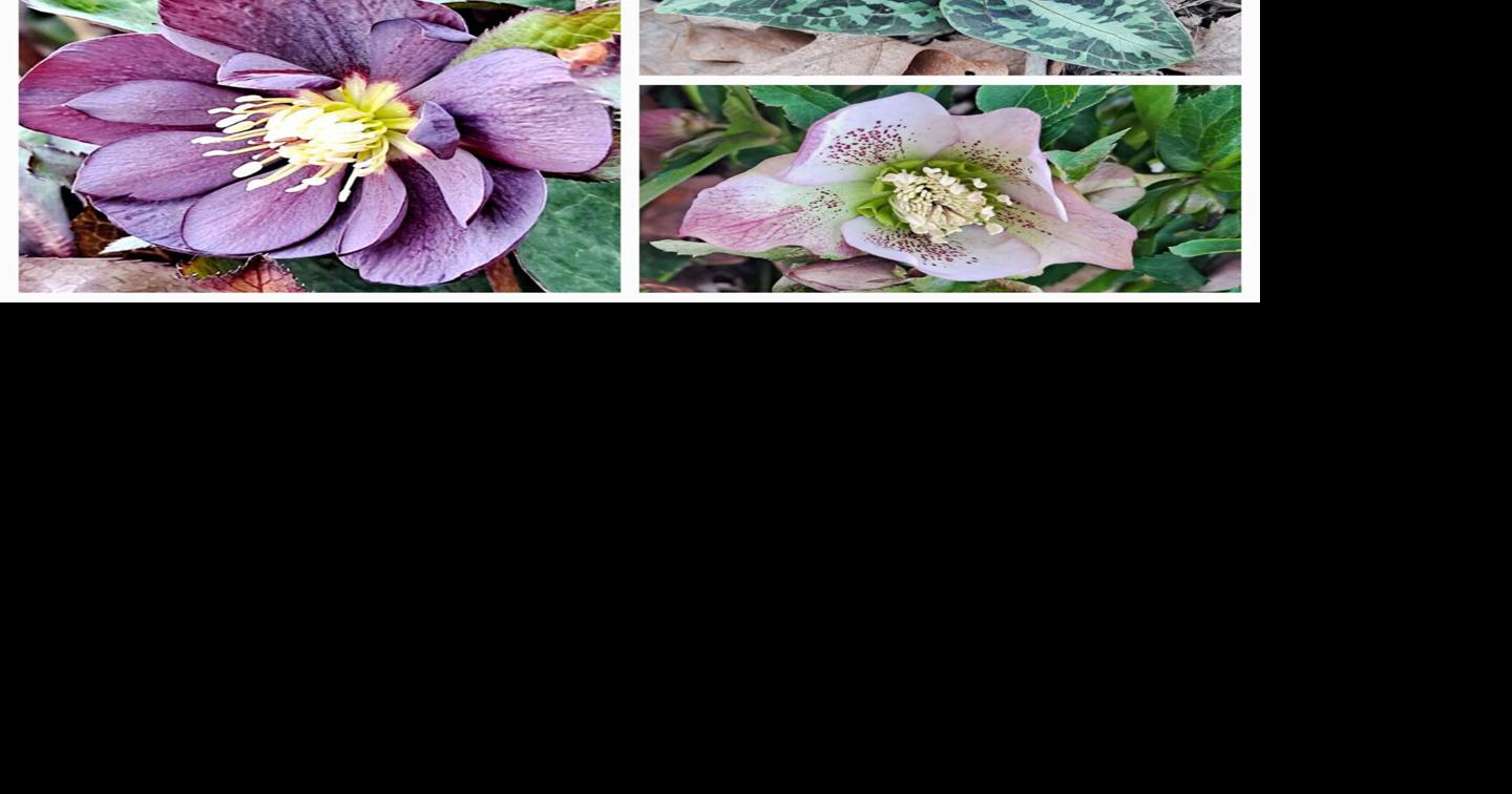 Sandy Parrill: Woods bursting with fresh energy of spring | News ...