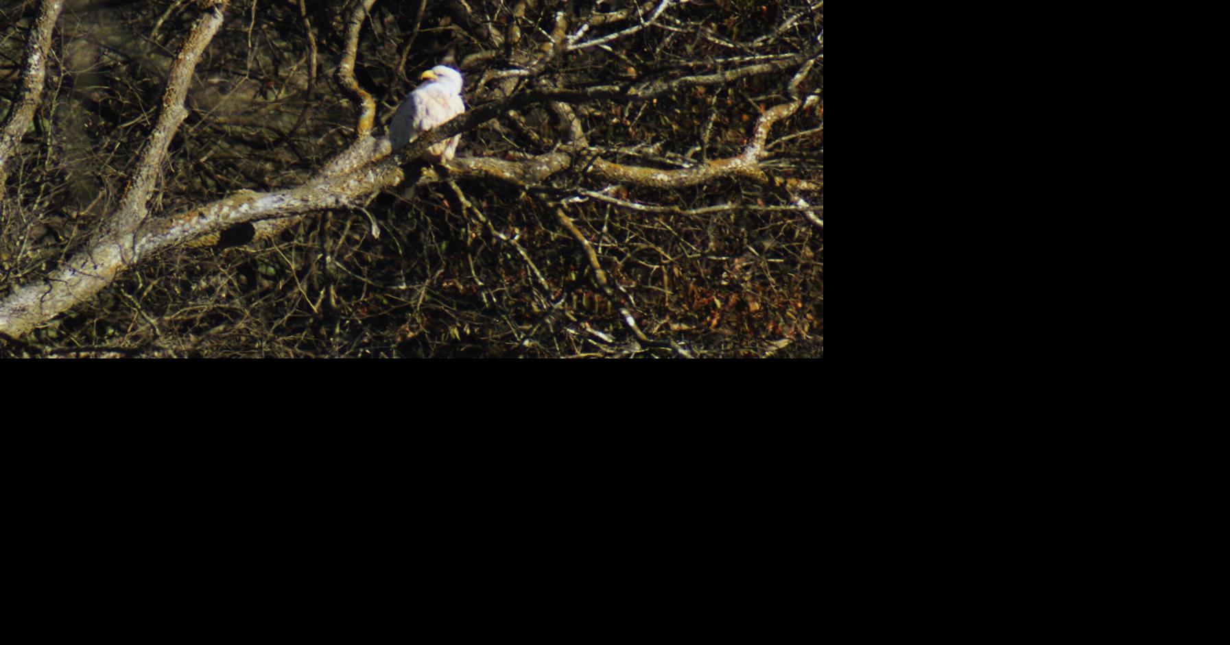 Rare white eagle spotted in Newton County | News | joplinglobe.com