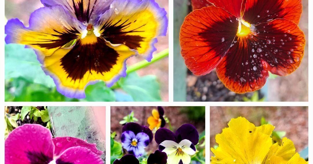 Sandy Parrill: Pansies lift winter doldrums | News | joplinglobe.com