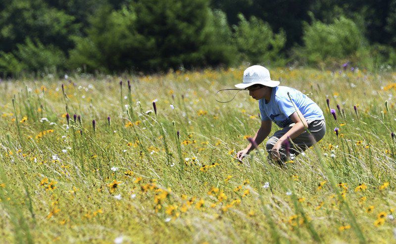 Missouri Prairie Foundation preservation effort grows in region | Local ...