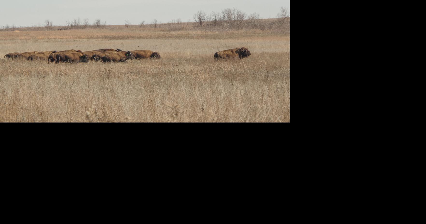 Prairie State Park to host guided bison saunter | Local News ...