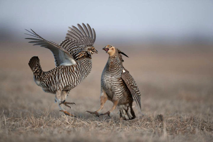 Program aims to increase population of prairie chickens in Missouri ...