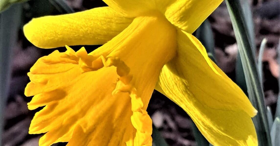 Sandy Parrill: Spring ramps up with trouble in Chaos | Local News ...