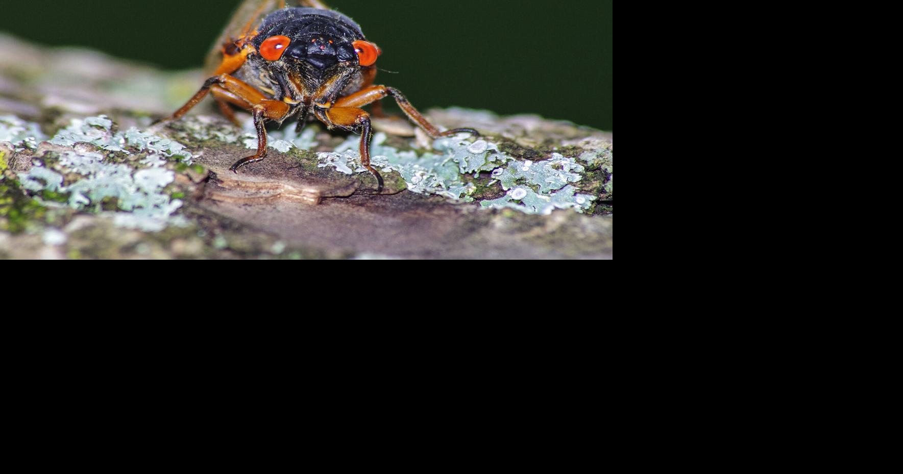 Brood XIX: Large brood of cicadas expected to emerge this spring in ...