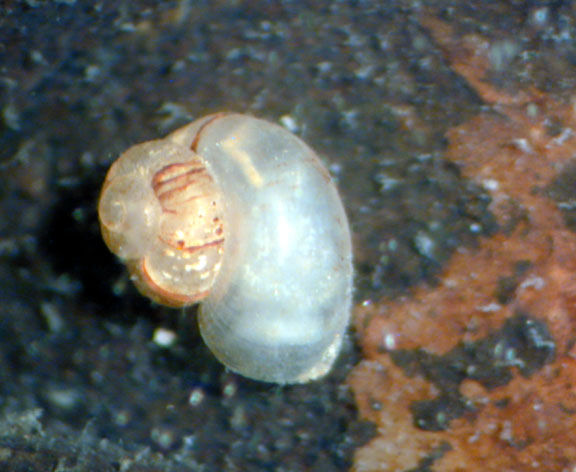 Cave snail may offer new template for viewing endangered species | News ...