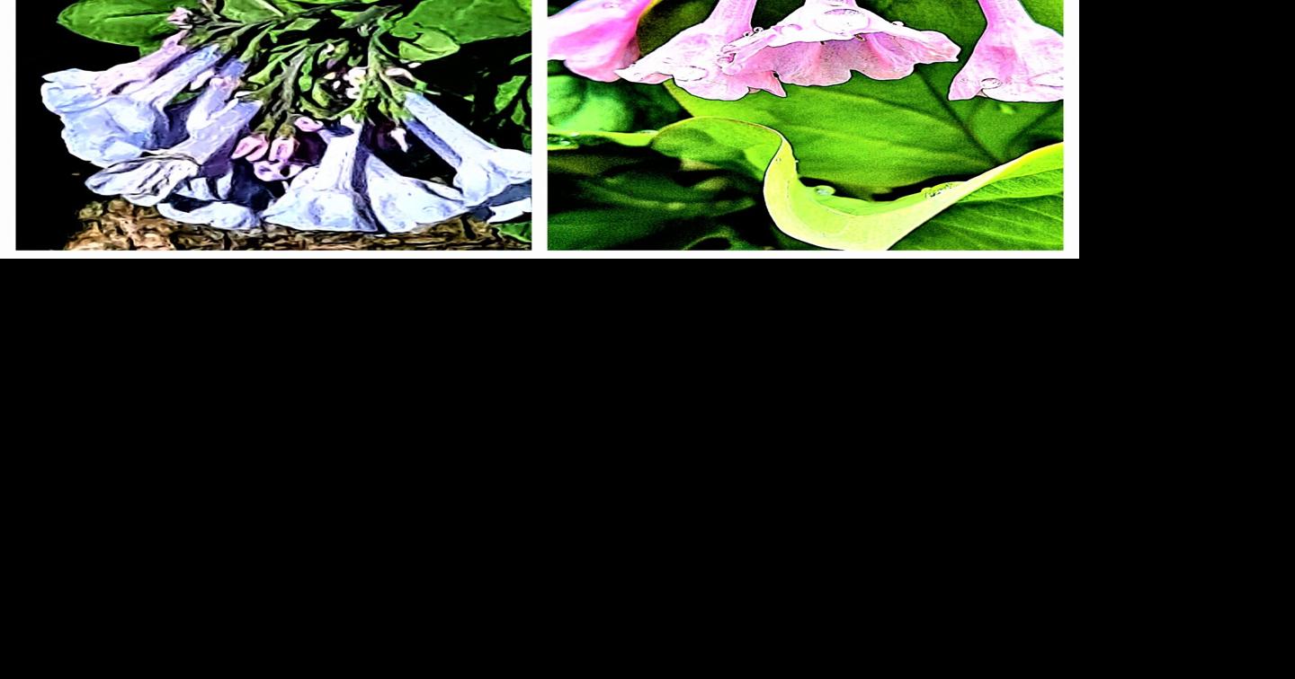 Sandy Parrill: Chaos is singing with spring | Local News | joplinglobe.com