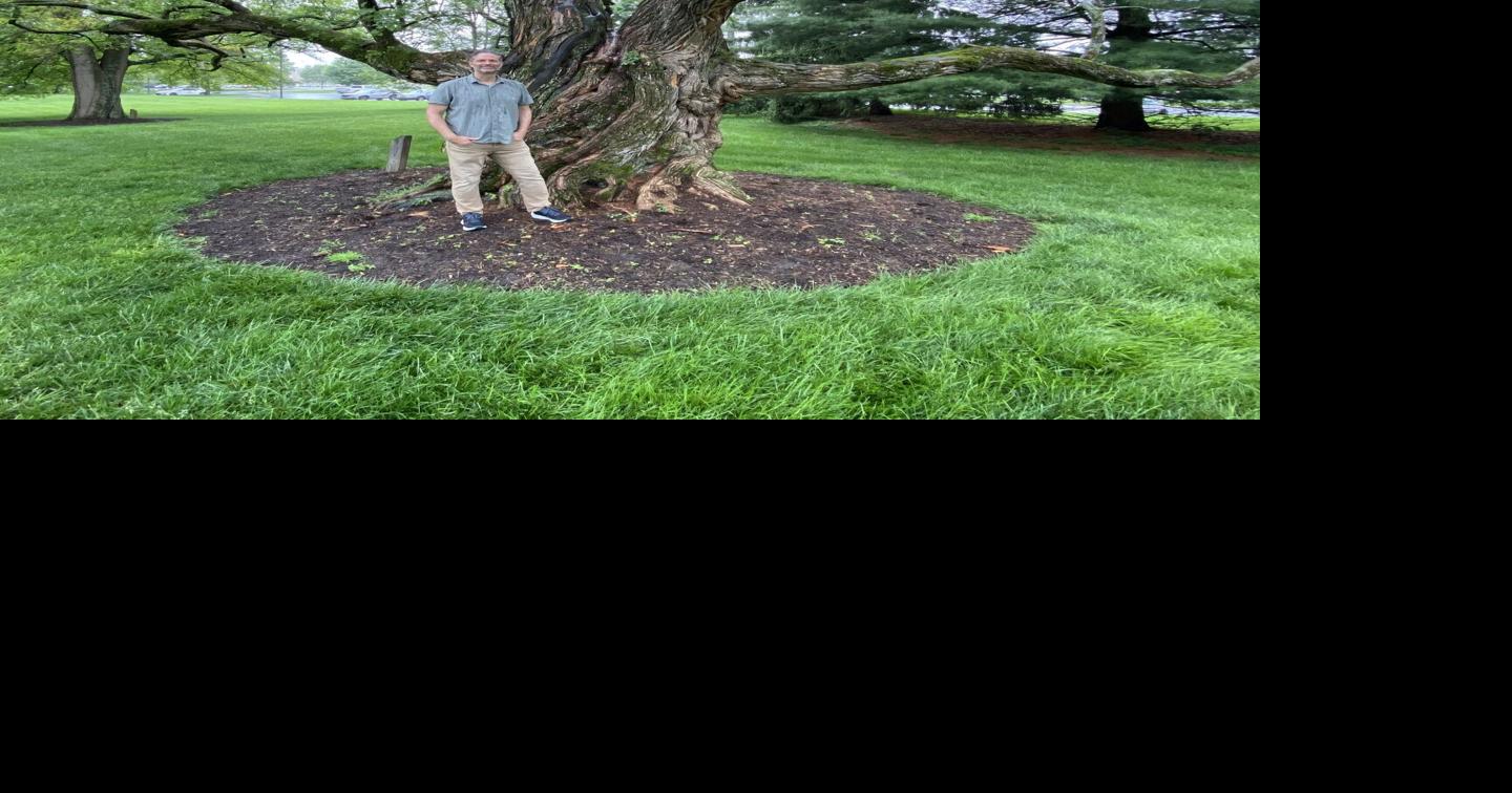 At Miami University, centuries-old trees face an uncertain future ...