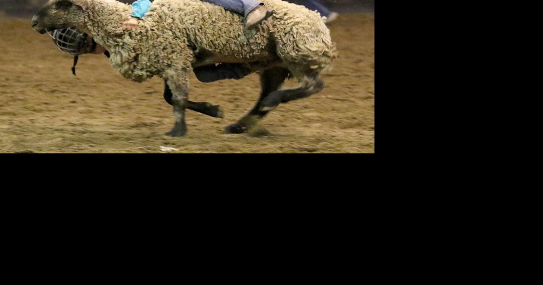 Mutton Bustin' | Life & Leisure | journal-spectator.com