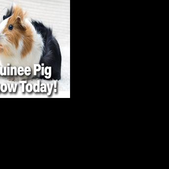 Guinea pig show to be Saturday | News | journal-spectator.com