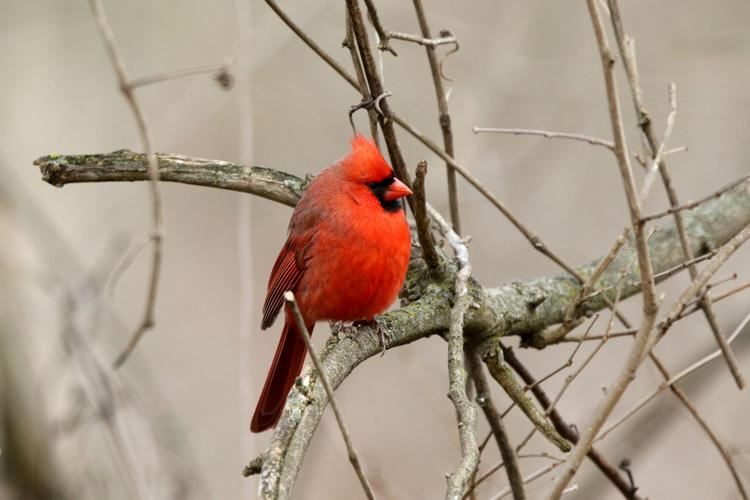 Bird sightings at Fox Island | Local | journalgazette.net