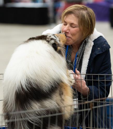 Collie Club of America show at Memorial Coliseum | Local ...