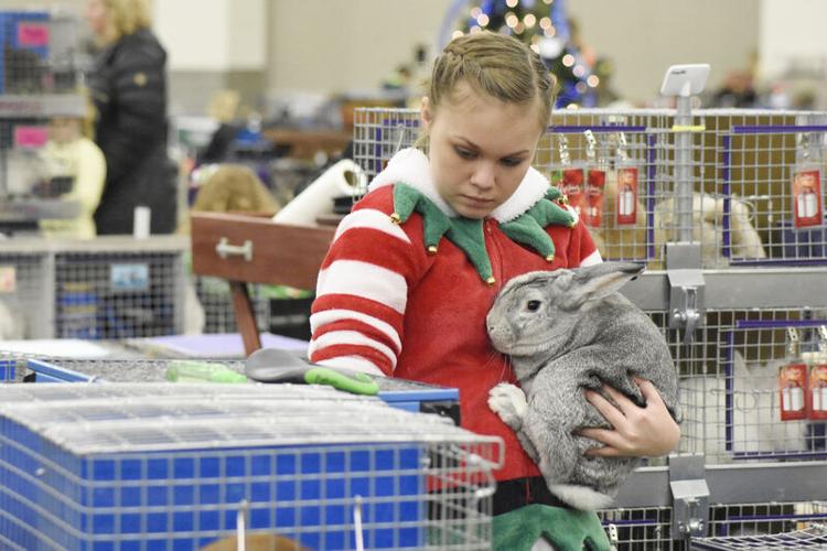 Fuzzy, furry and oh so cute: Rabbits take over Coliseum for Christmas ...
