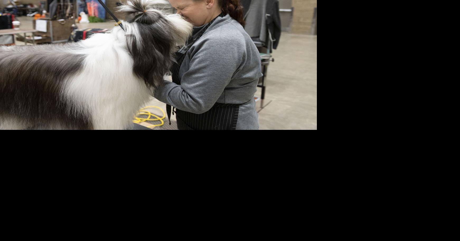 Furry skills on display at Old Fort Cluster Dog Show | Local ...