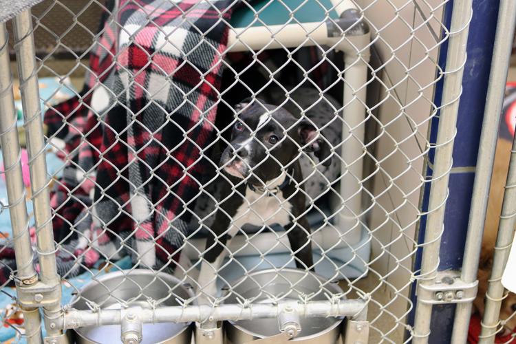 Animal Care and Control staff, volunteers provide companionship for ...