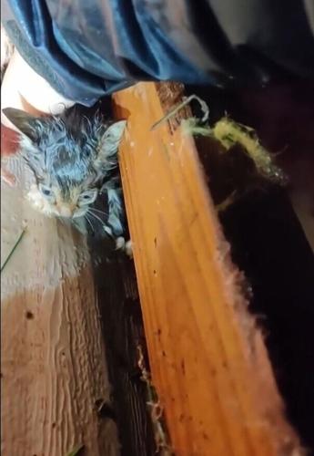 Faint meow in rubble of Mississippi tornado leads to stunning rescue ...