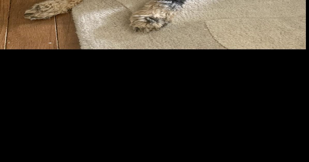 Purr words take snarl away from arguments | Columnists | journalgazette.net