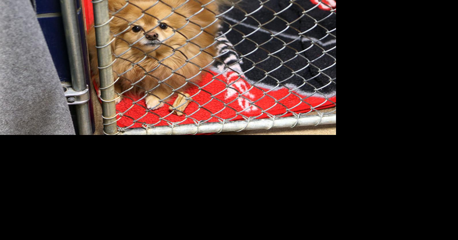 Animal Care & Control's troubling euthanasia rates part of national ...