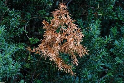 Too much water, cold winds can cause yew foliage to turn brown | Living ...