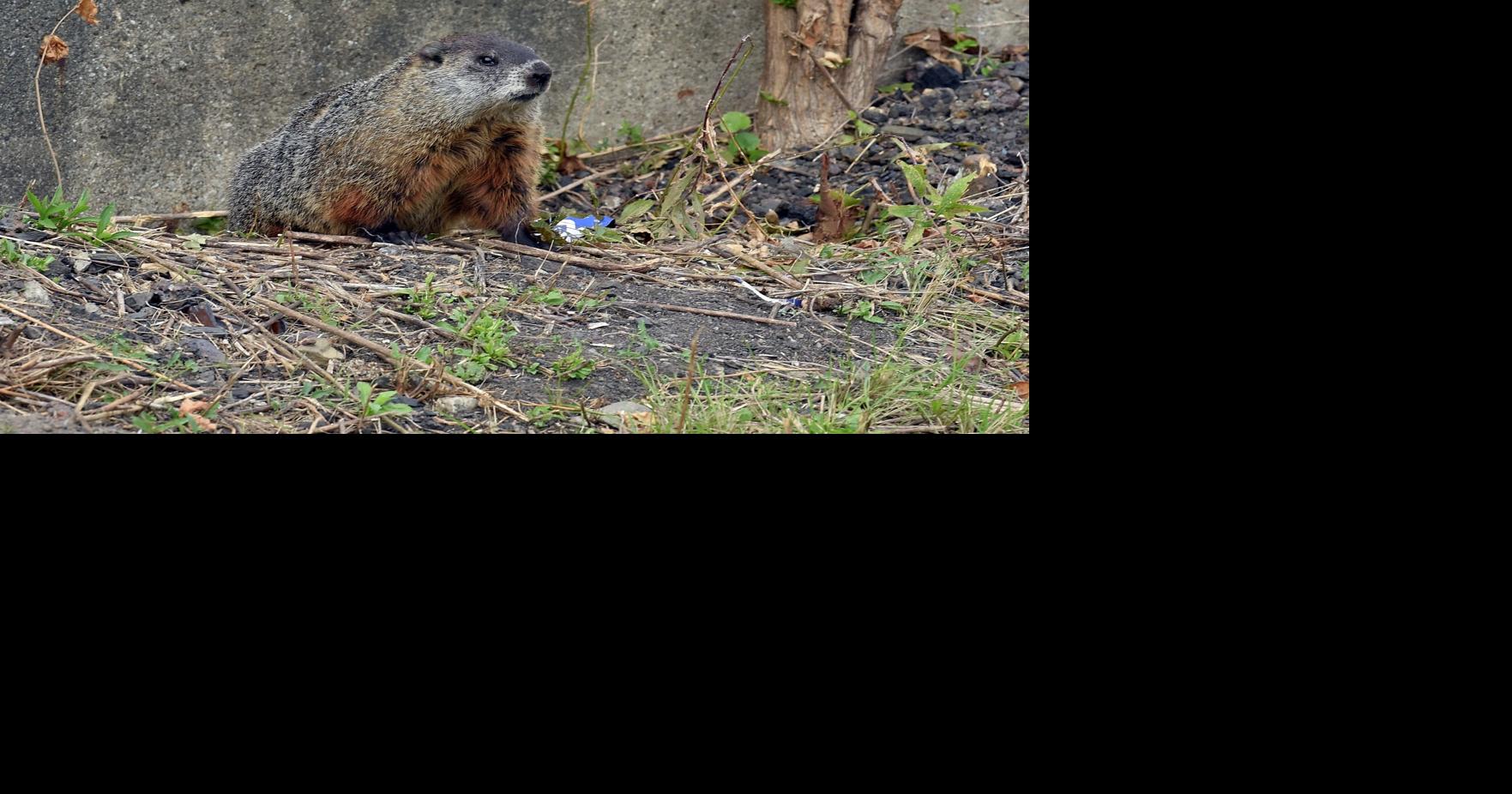 Gopher sighting | Local | journalgazette.net