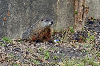 Gopher sighting | Local | journalgazette.net