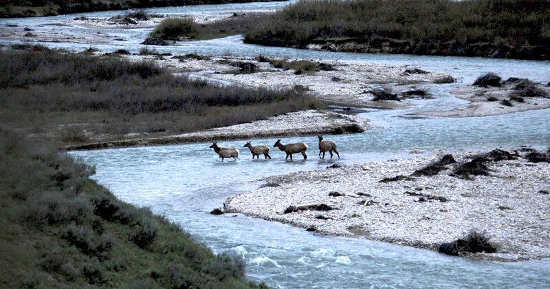 Maps show big game migration routes | News | journalgazette.net