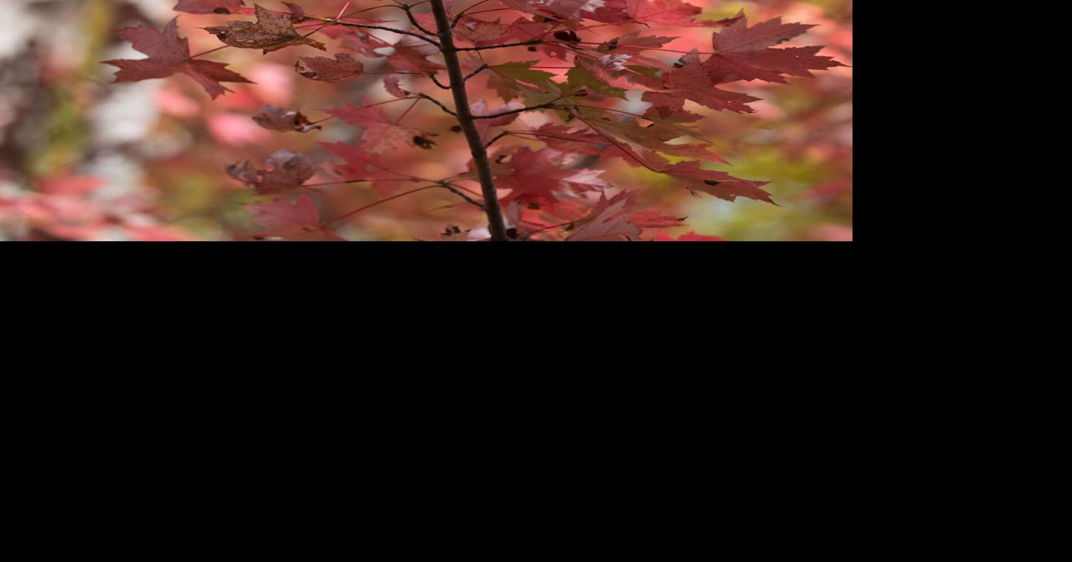 Taking in the fall foliage at Metea County Park | Local ...