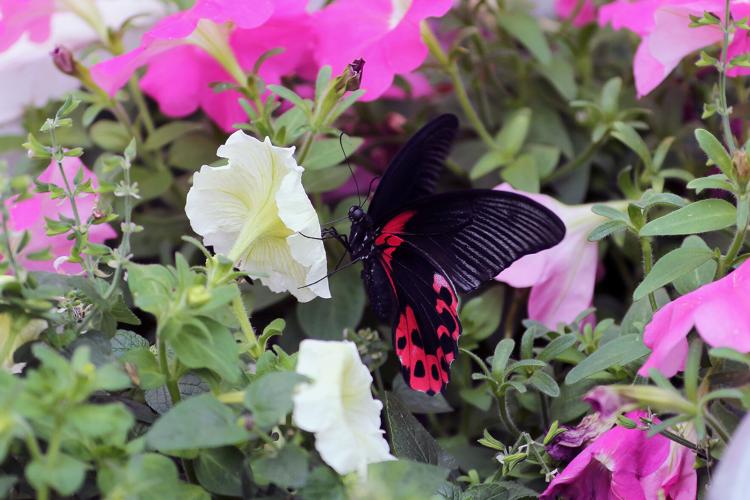 Butterflies flit back to Foellinger-Freimann Botanical Conservatory in ...