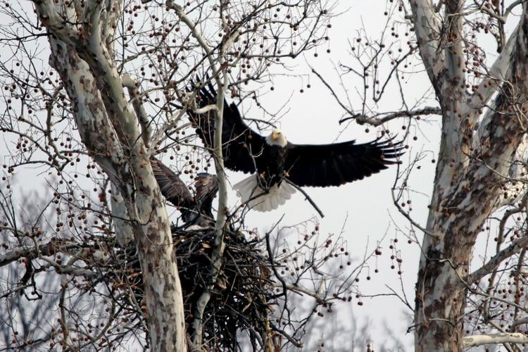 Bald eagles along Wabash River | Local | journalgazette.net