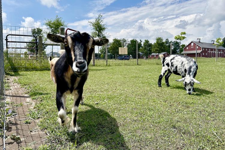 A sunny day at Salomon Farm | Local | journalgazette.net