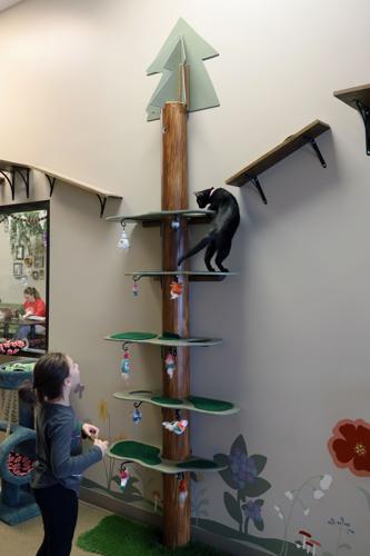 Having a holly jolly ‘Catmas’ | Local | journalgazette.net