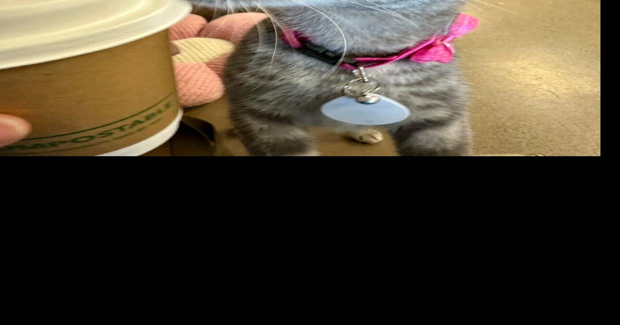 Five questions for Julie and Emily Pressler, Black Forest Cat Cafe ...