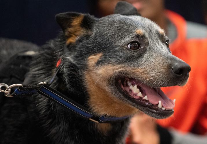 Fort Wayne police officer reads, therapy dog charms EACS third grade ...