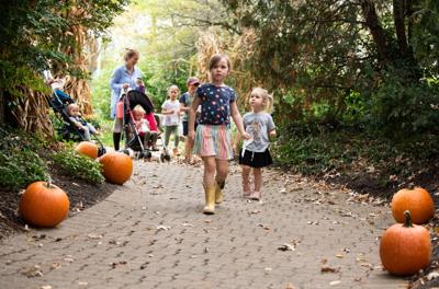 Pumpkin path display | Local | journalgazette.net