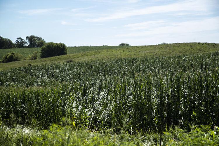 Iowa farmers assess losses after storm flattened corn fields | Business ...