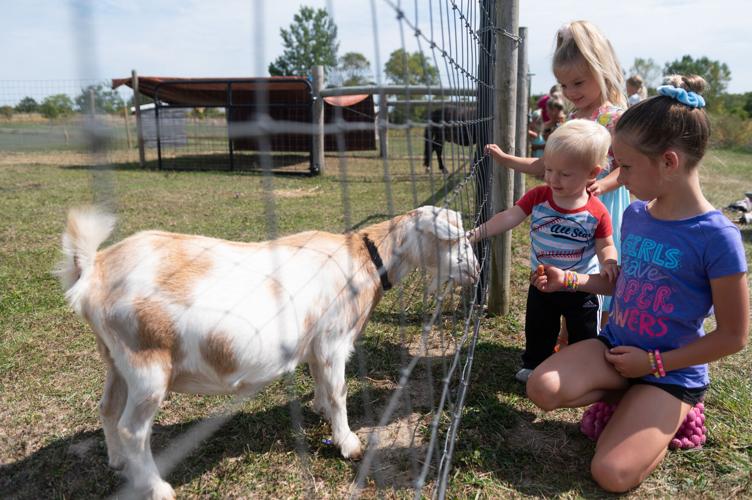 Greeting the goats at Salomon Farm Park | Local | journalgazette.net