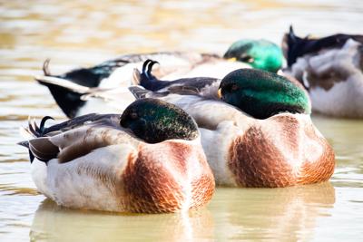 Fair spot for a fowl nap | Local | journalgazette.net