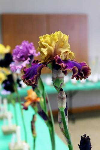Irises flaunt their colors at the Botanical Conservatory | Local ...