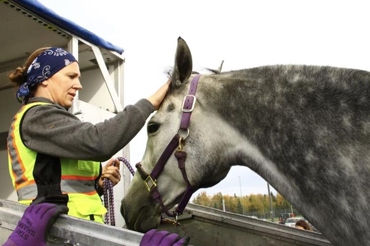 Lifelong love of horses takes Fort Wayne native up in the air ...