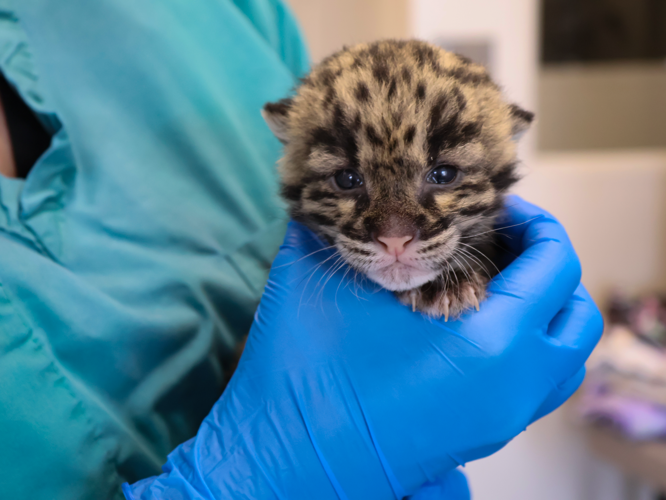 Fort Wayne Zoo announces leopard cub birth | Local | journalgazette.net