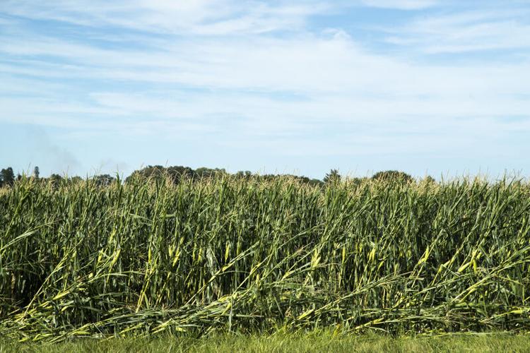 Iowa farmers assess losses after storm flattened corn fields | Business ...